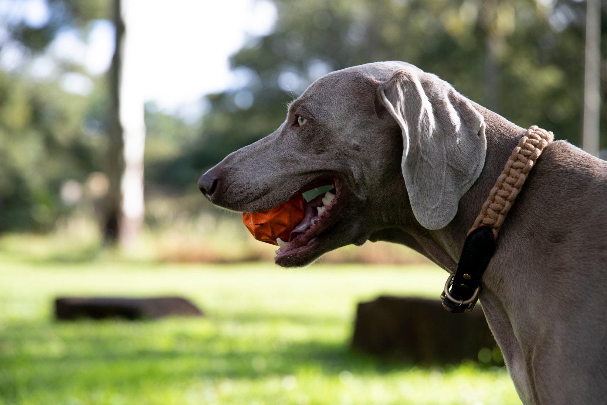Waboba Woofgames Tailwind