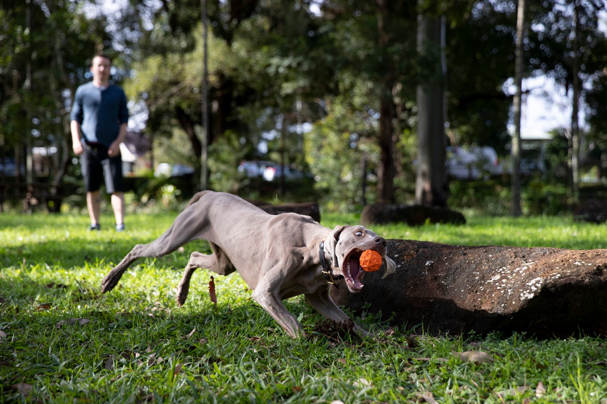 Waboba Woofgames Tailwind