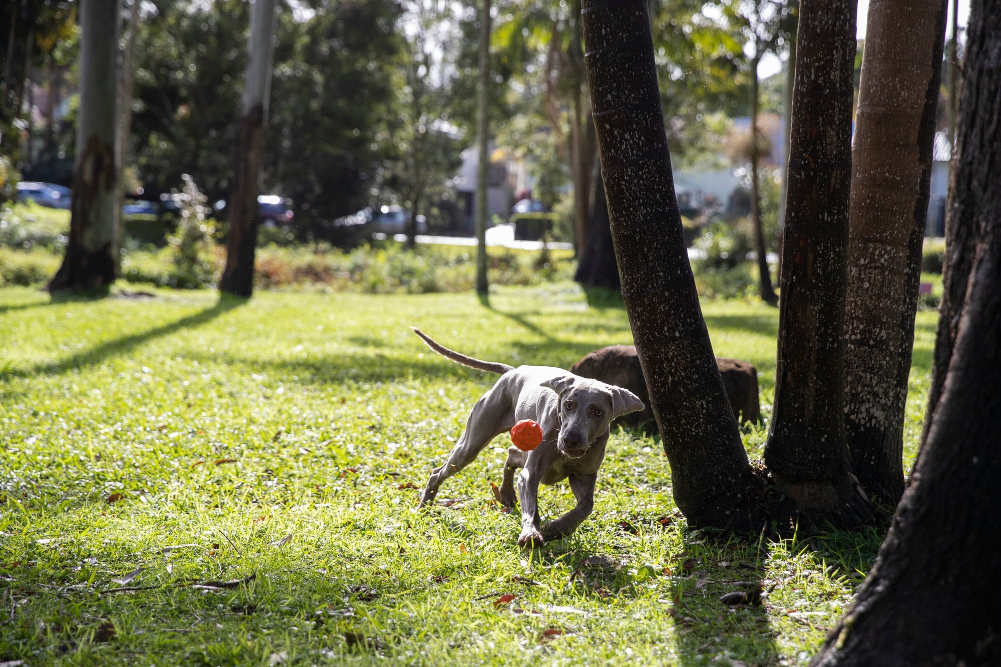 Waboba Woofgames Tailwind