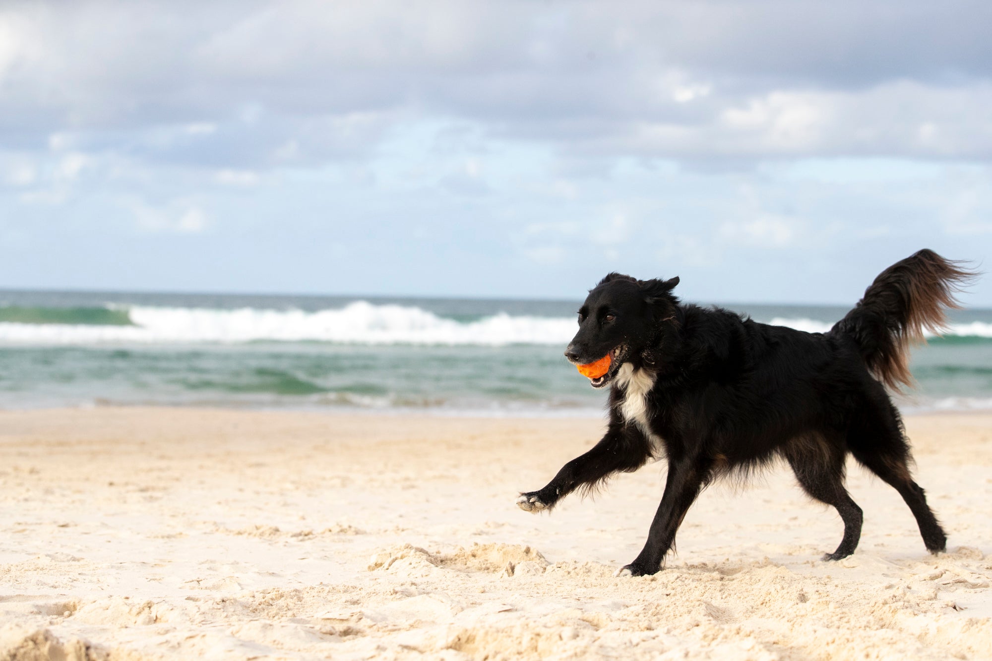 Waboba Woofgames Tailwind