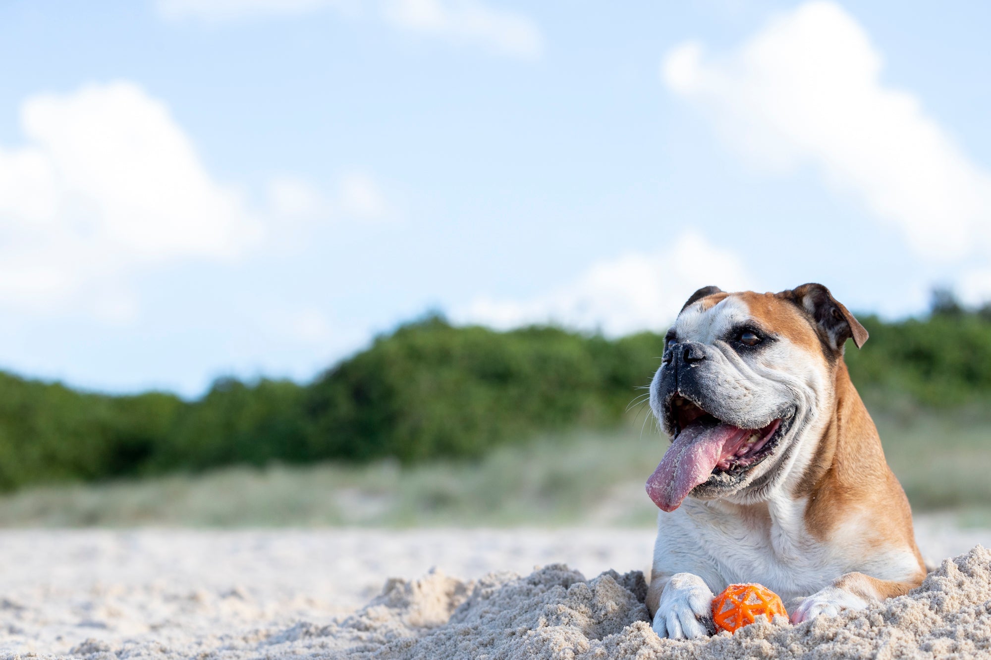 Waboba Woofgames Woofpack