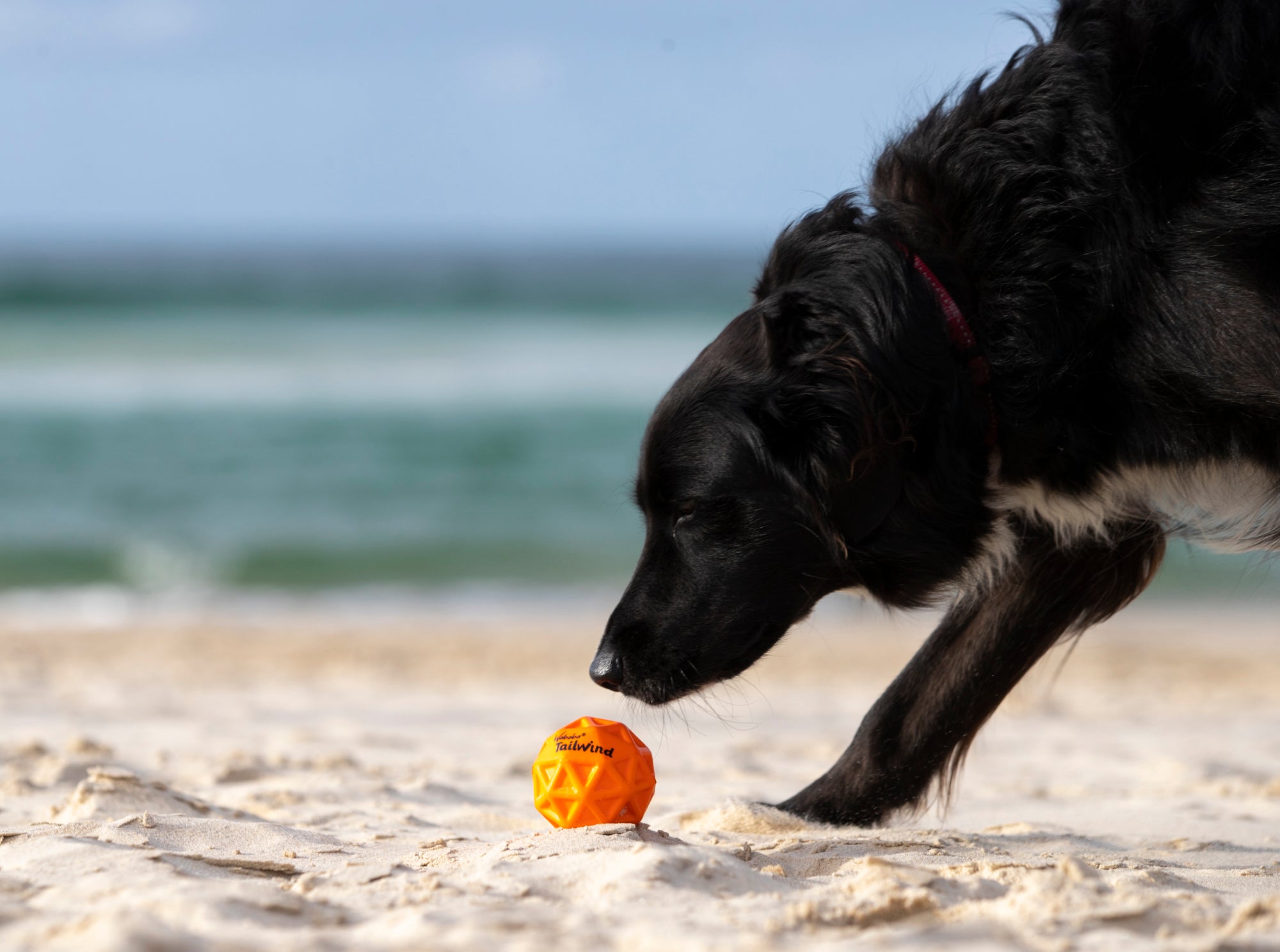 Waboba Woofgames Woofpack