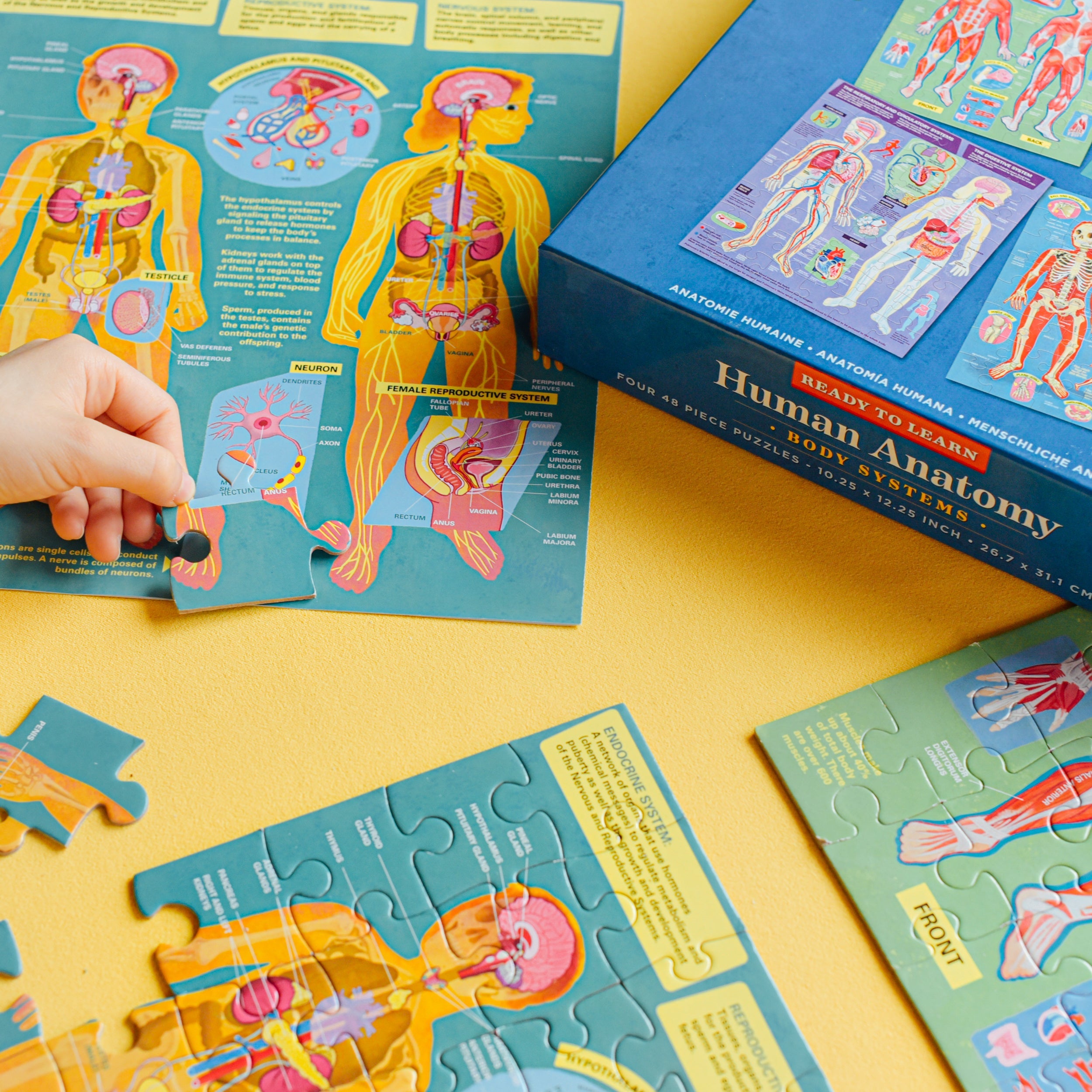 eeBoo 48pc Puzzle Ready to Learn- Human Anatomy Set